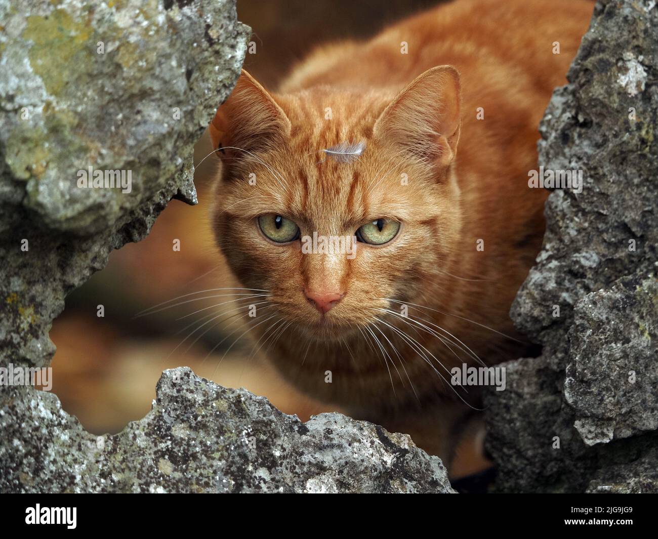 Guilty secret - intense Ginger cat peering between garden limestone ...