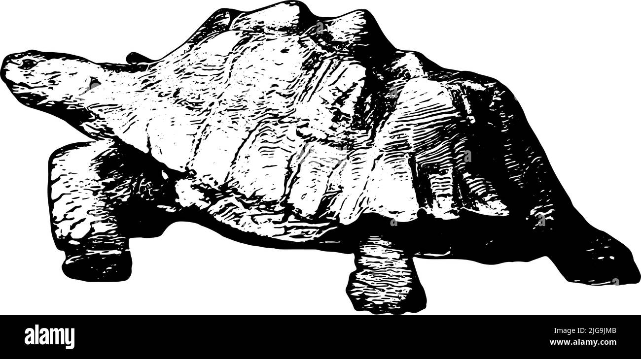 Tortoise vector illustration in black on white background Stock Vector ...
