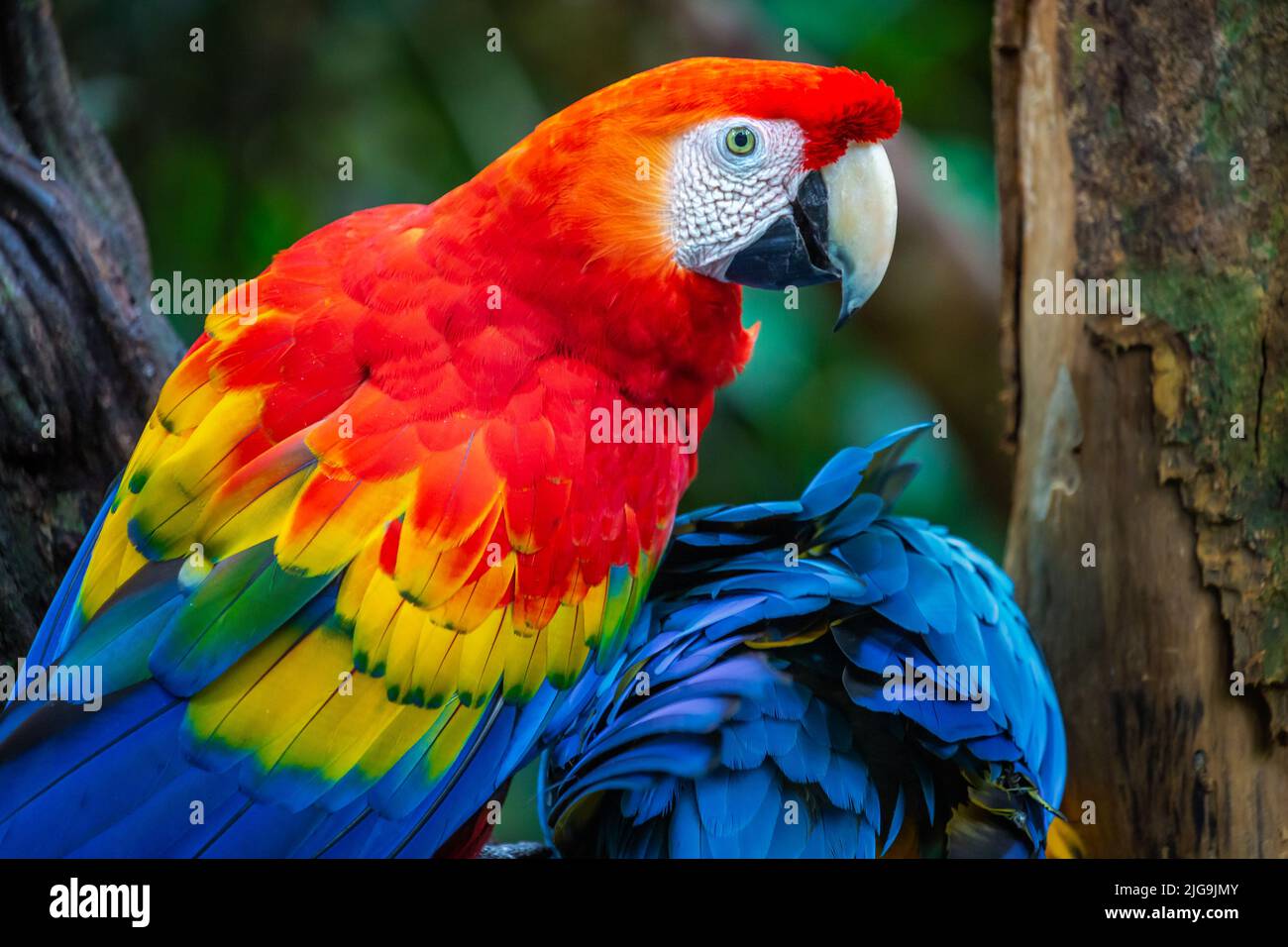 Colorful Macaw parrot back view wings Stock Photo - Alamy