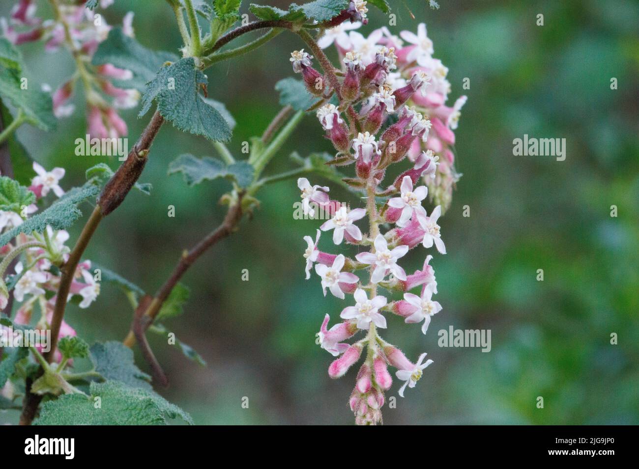 Family grossulariaceae hi-res stock photography and images - Alamy