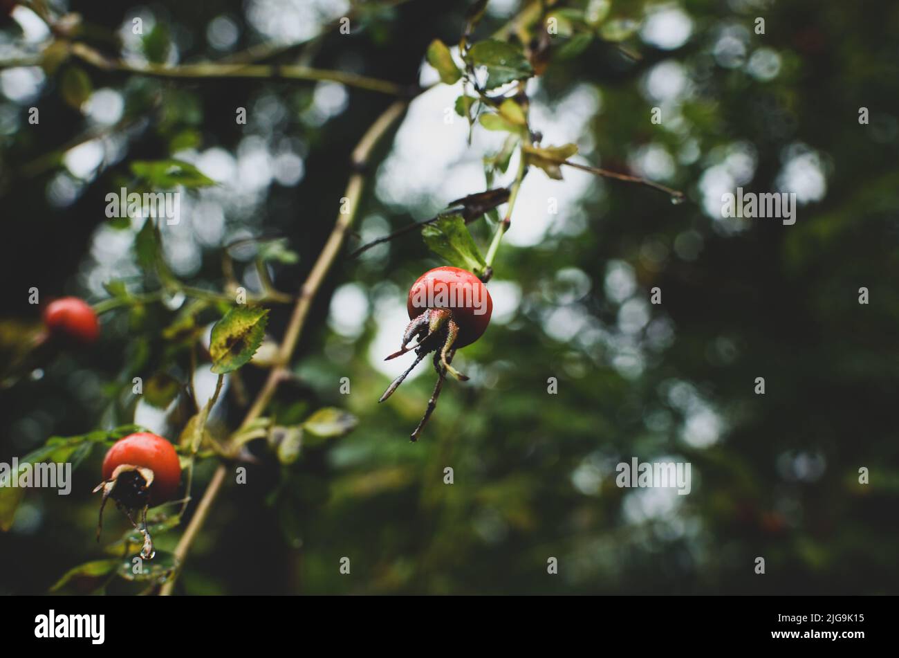 Summer Rose Hips Stock Photo - Alamy