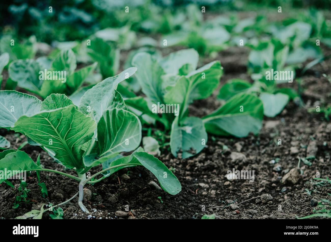 Groing food hi-res stock photography and images - Alamy