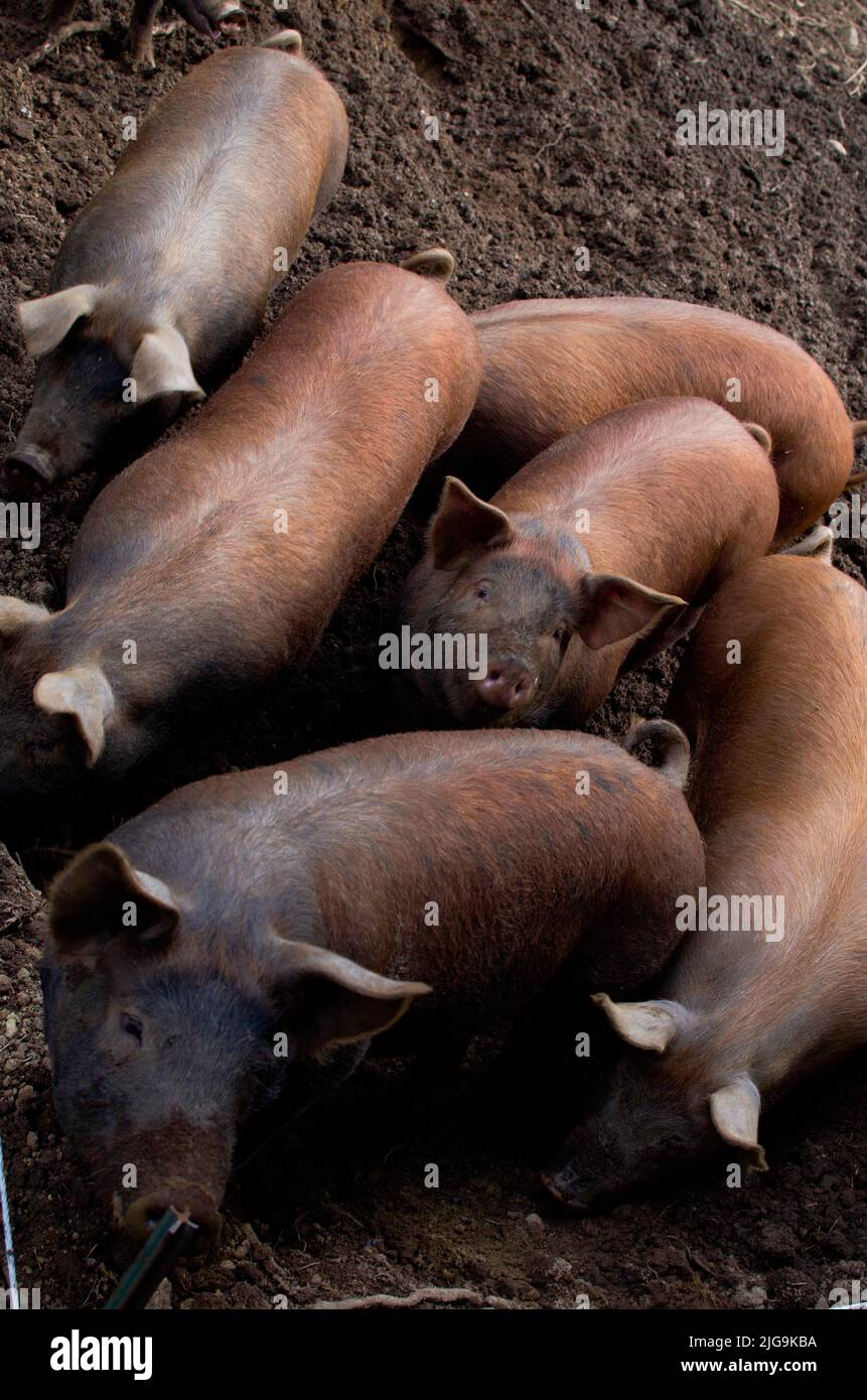 Birkshire pigs hi-res stock photography and images - Alamy