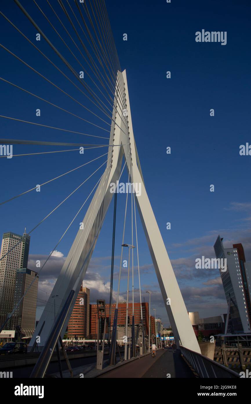 The Erasmus Bridge over the Nieuwe Maas River, Rotterdam the ...