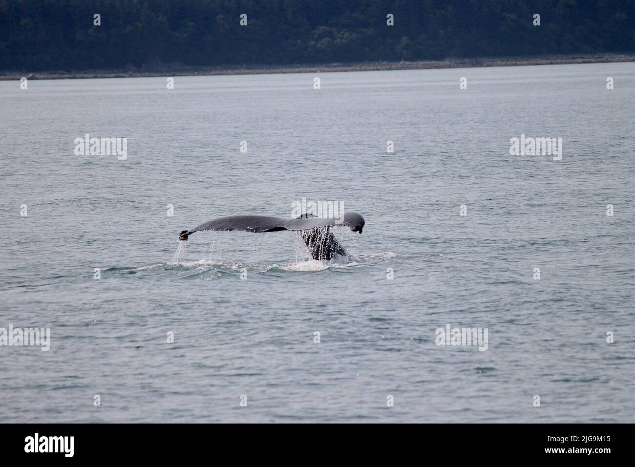 Humpback Whales in Juneau, Alaska, USA Stock Photo - Alamy