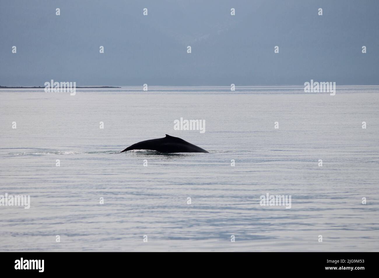 Humpback whale juneau alaska hi-res stock photography and images - Alamy