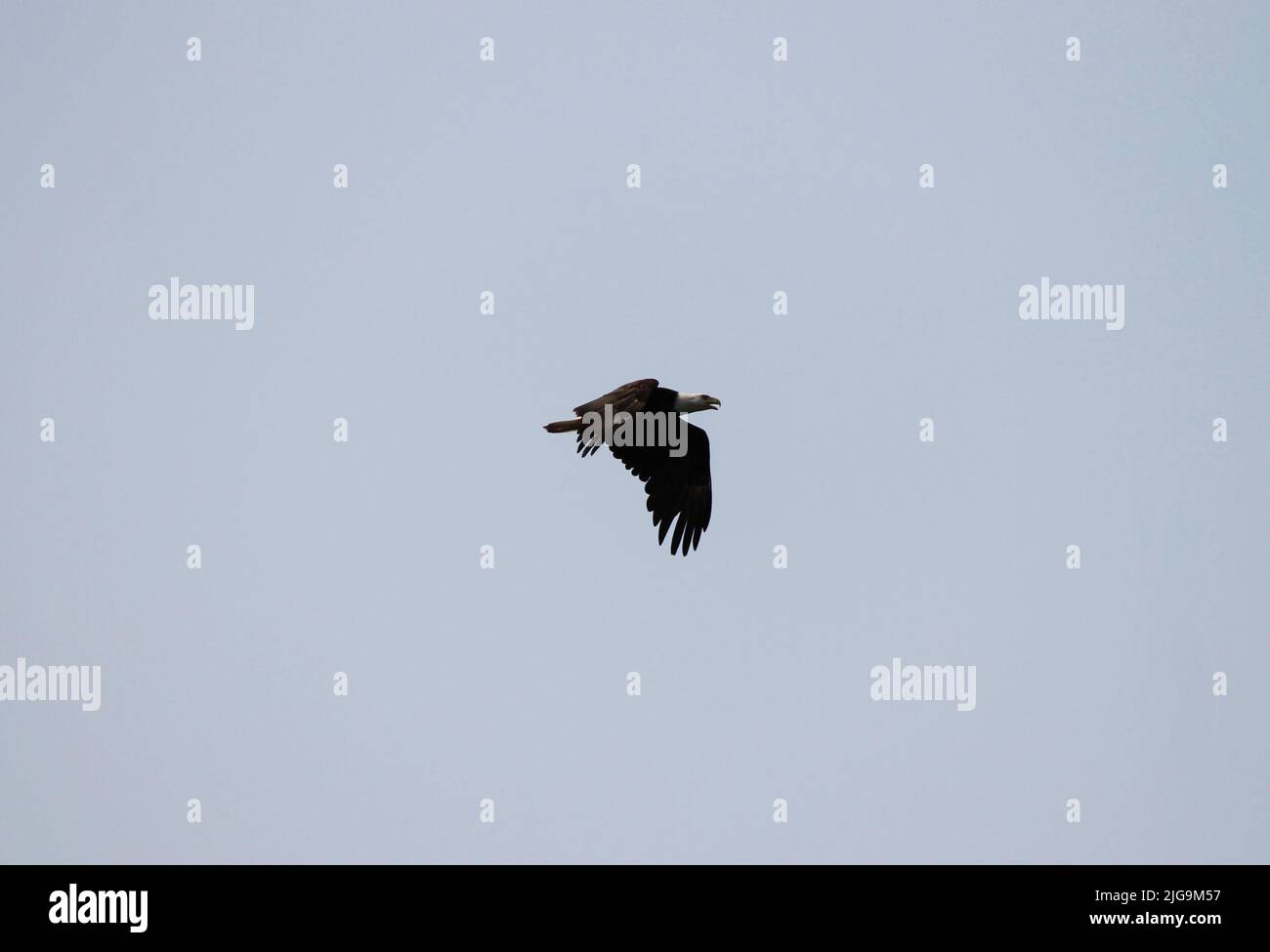 Bald Eagle Flying Home Stock Photo - Alamy