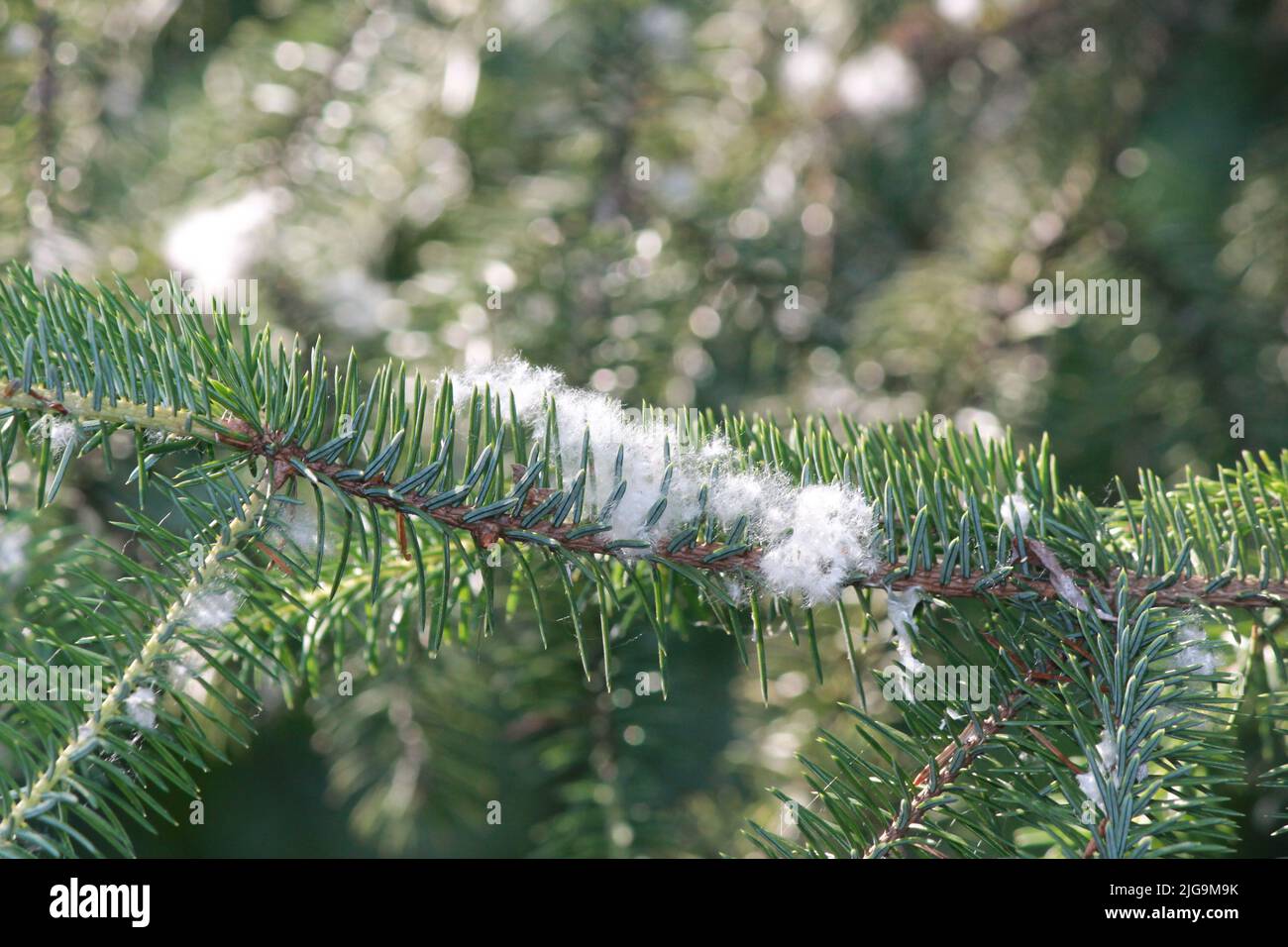 Black cottonwood hi-res stock photography and images - Alamy