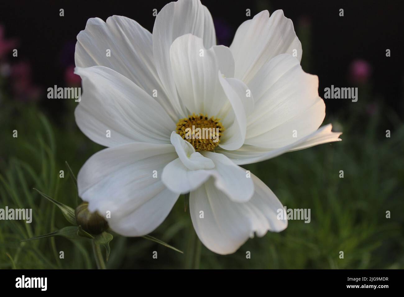Wildflowers in bloom in Juneau, Alaska, USA Stock Photo - Alamy