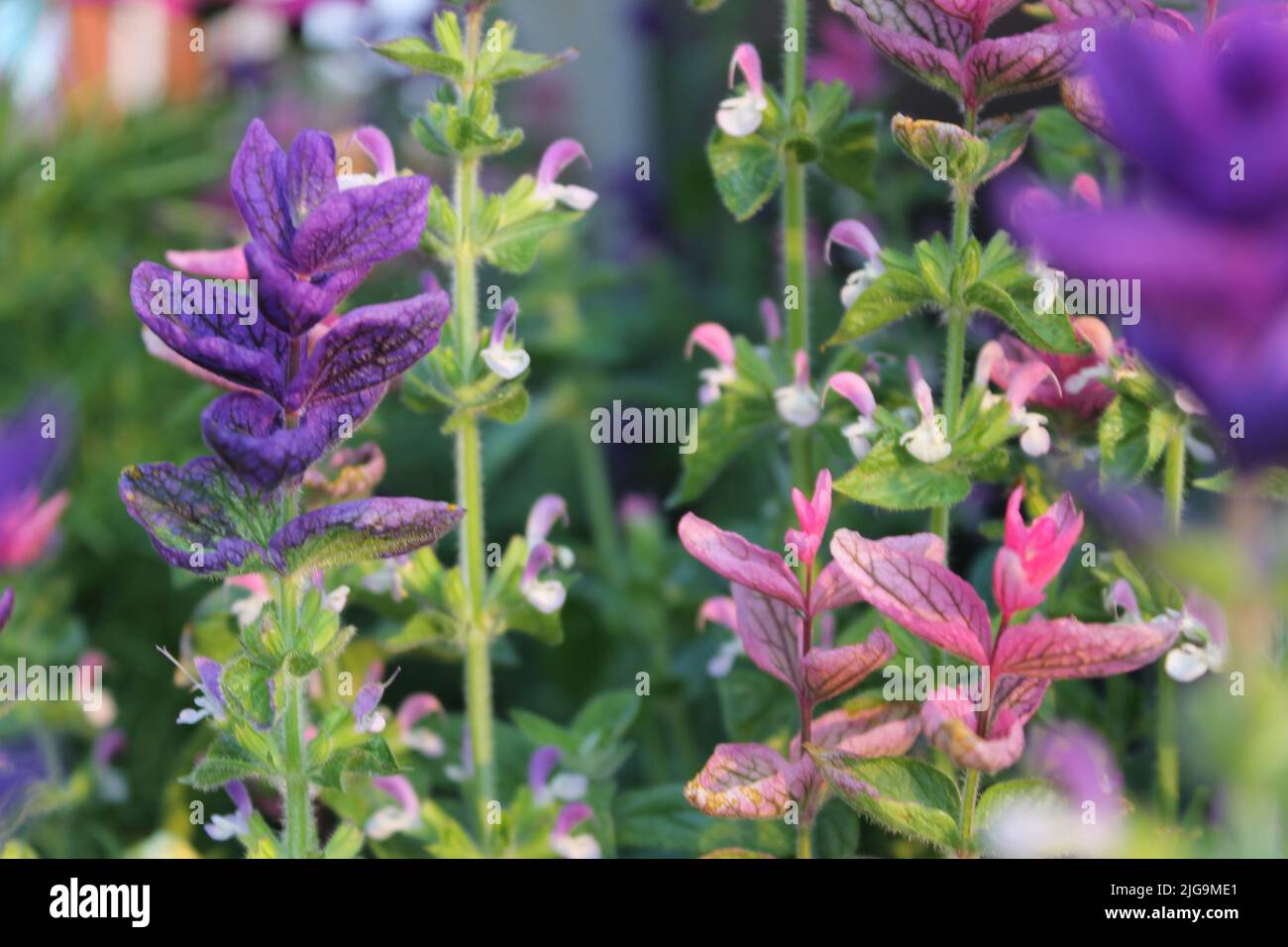 Wildflowers in bloom in Juneau, Alaska, USA Stock Photo - Alamy