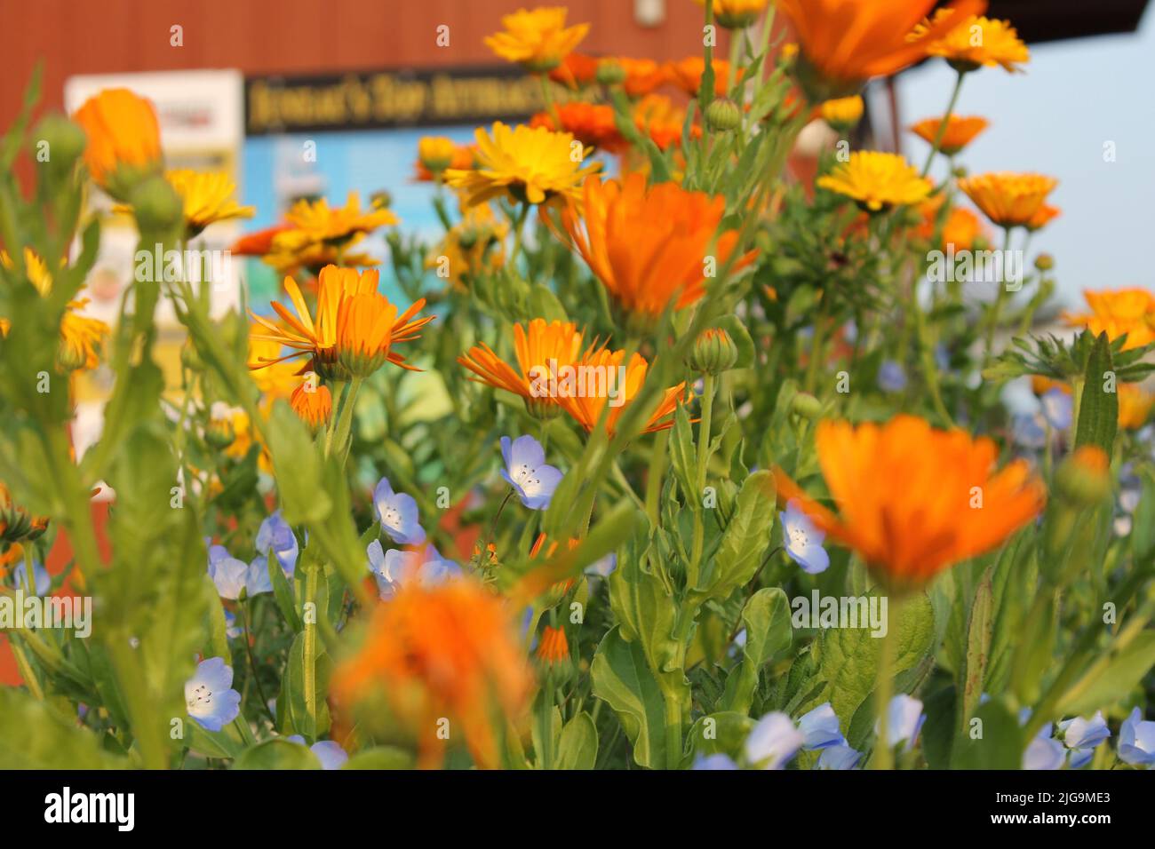 Alaska wildflowers juneau hi-res stock photography and images - Alamy