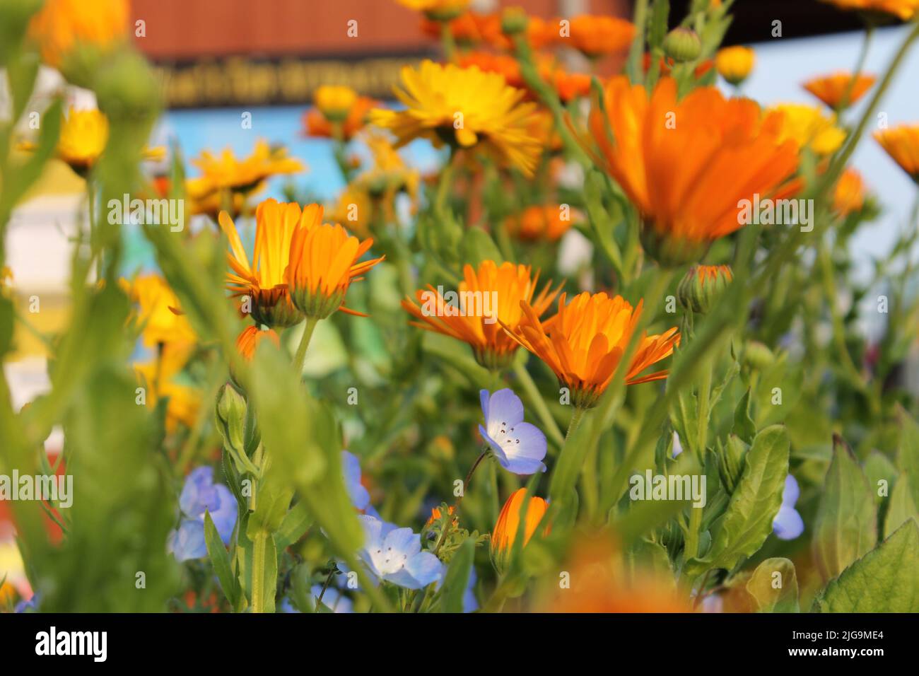 Blooming flowers in Juneau, Alaska, USA Stock Photo - Alamy