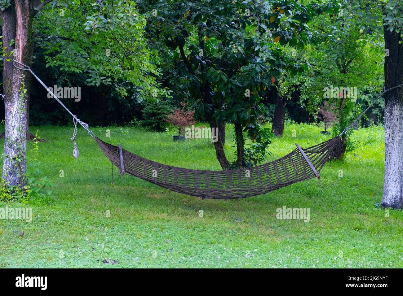 Enjoying a hammock among the trees, a concept idea reminiscent of the ...