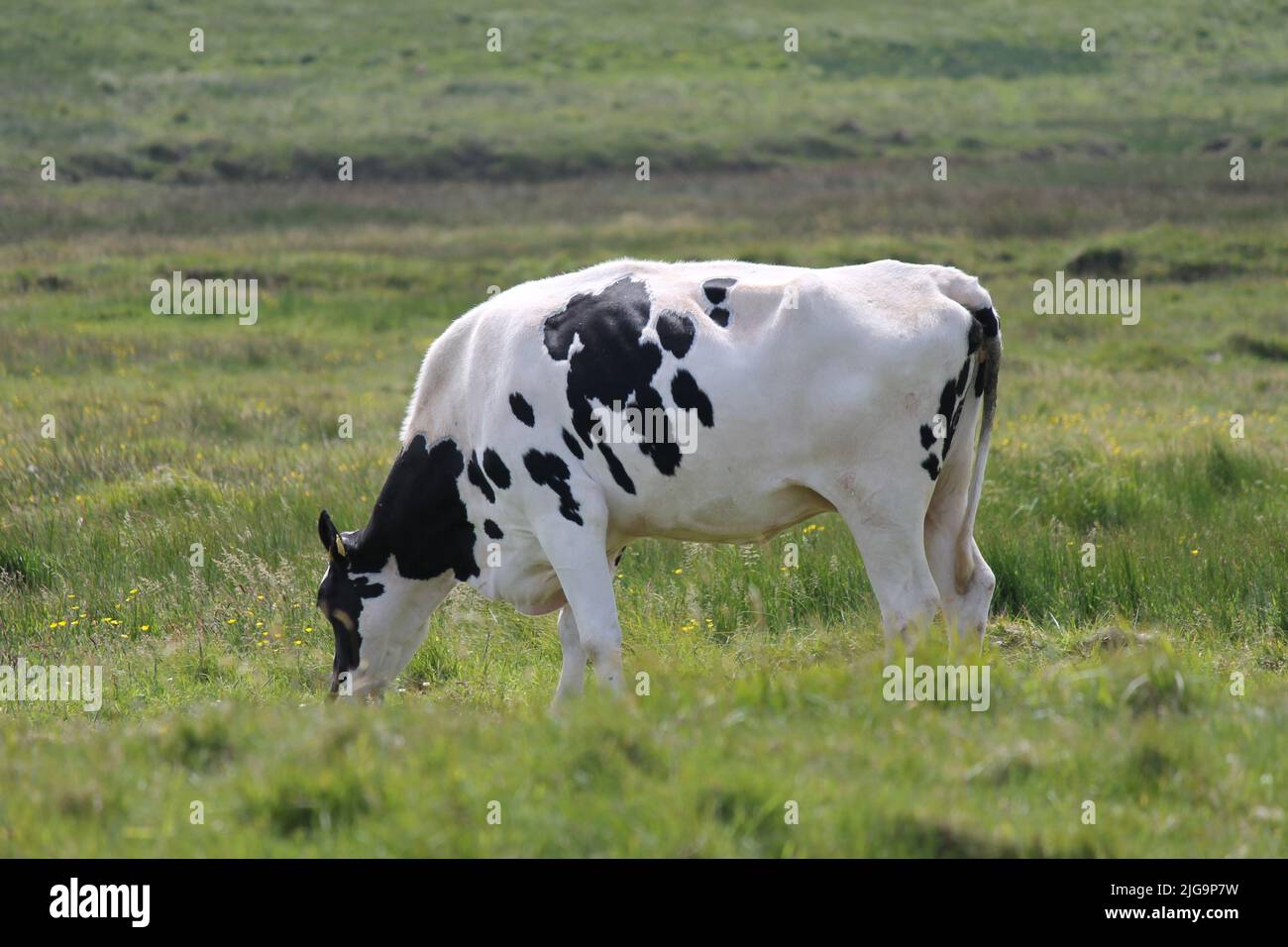 Cows of Castlelyons Stock Photo - Alamy