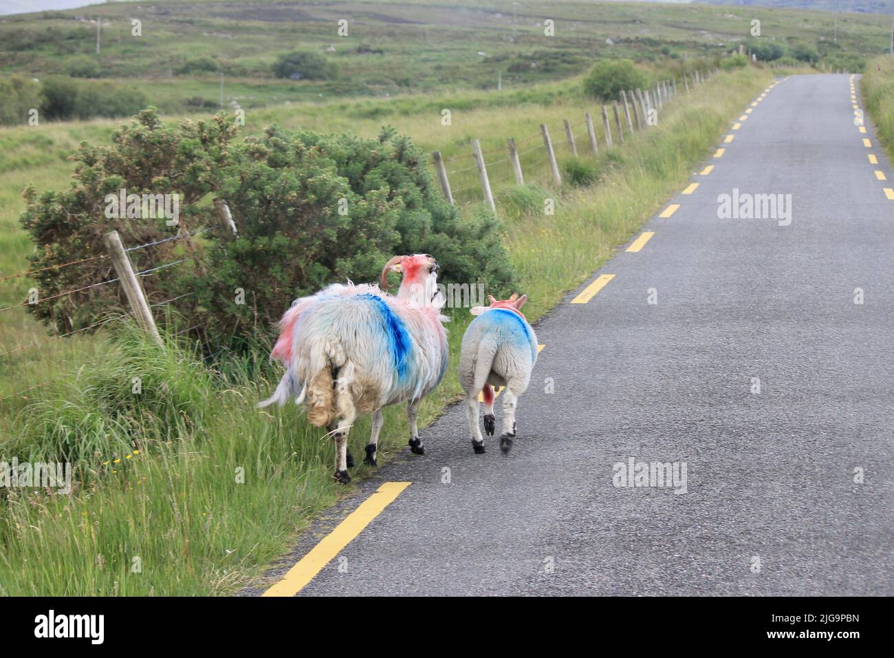 Sheep crossing in rural Ireland Stock Photo - Alamy