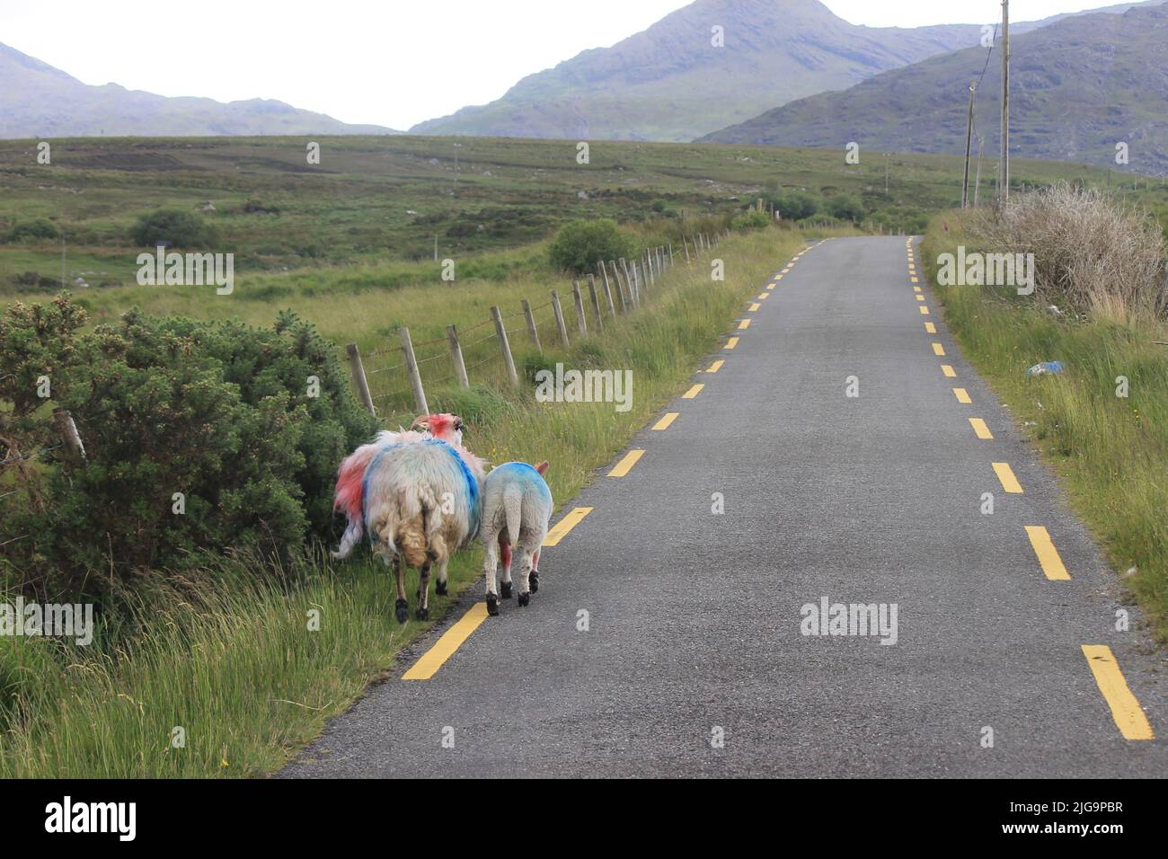 Sheep crossing hi-res stock photography and images - Alamy