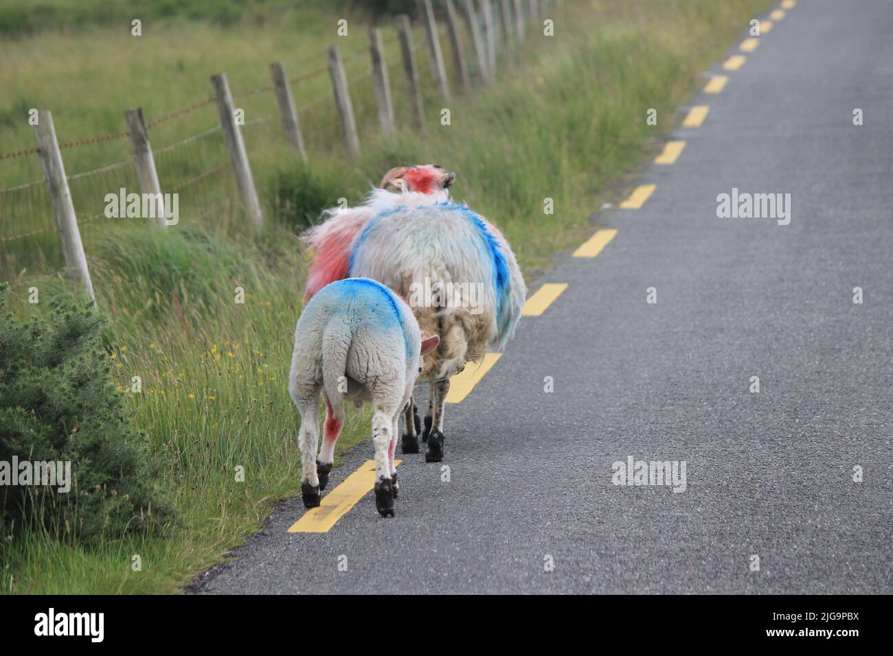 Sheep crossing in rural Ireland Stock Photo - Alamy