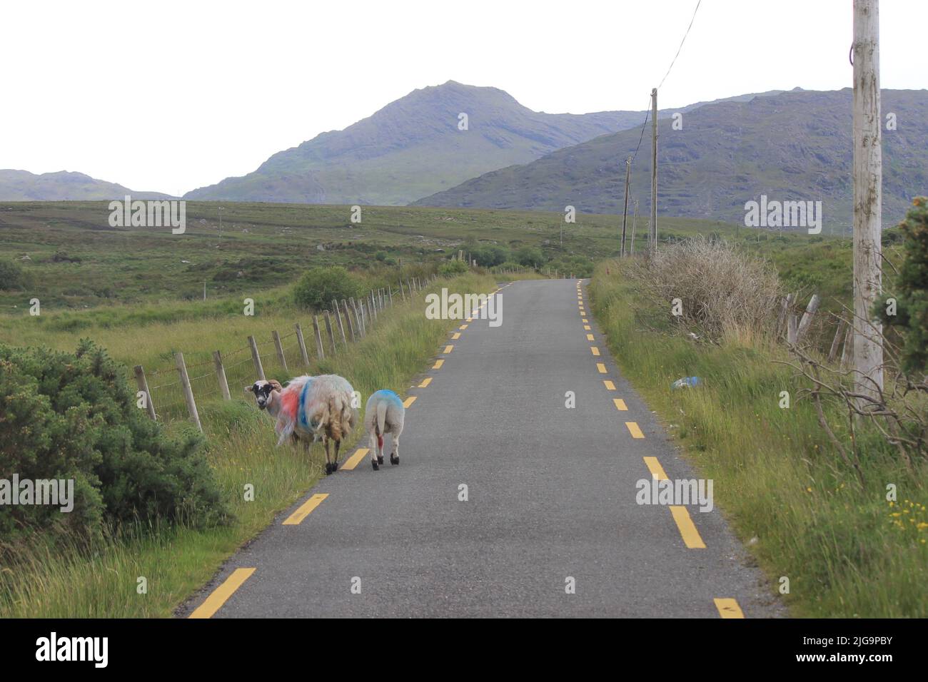Sheep crossing hi-res stock photography and images - Alamy