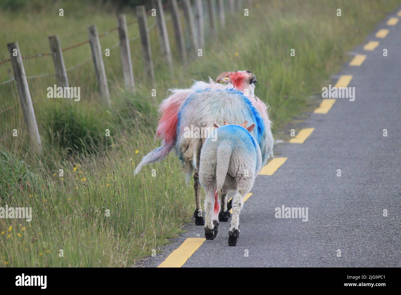 Sheep crossing hi-res stock photography and images - Alamy