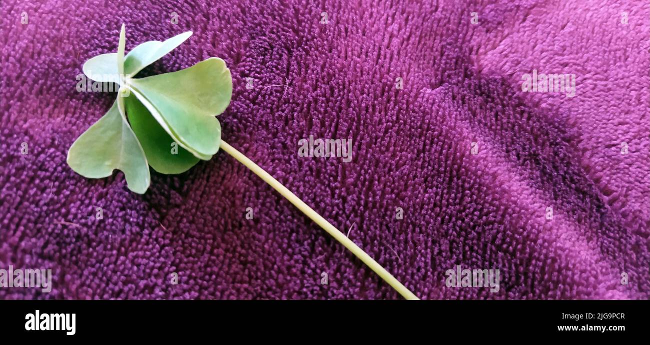 a nice four-leaf clover plant sprawled on a soft purple fleece blanket ...