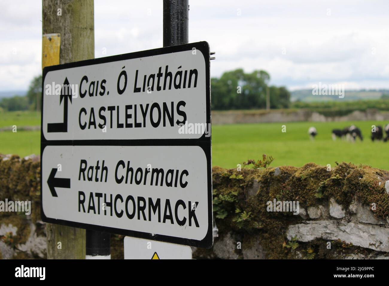 Cows of Castlelyons Stock Photo - Alamy