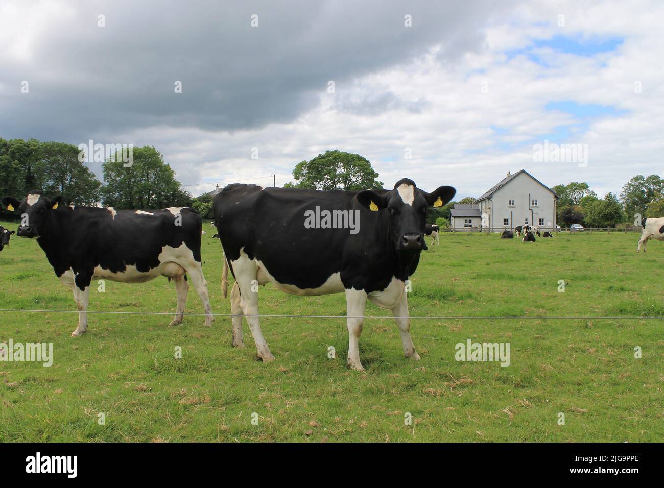 Cows of Castlelyons Stock Photo - Alamy