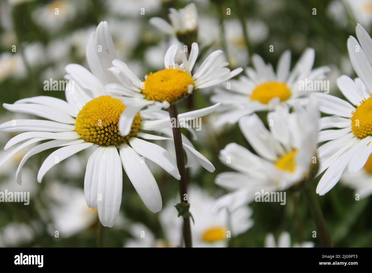 Irish wildflowers hi-res stock photography and images - Alamy