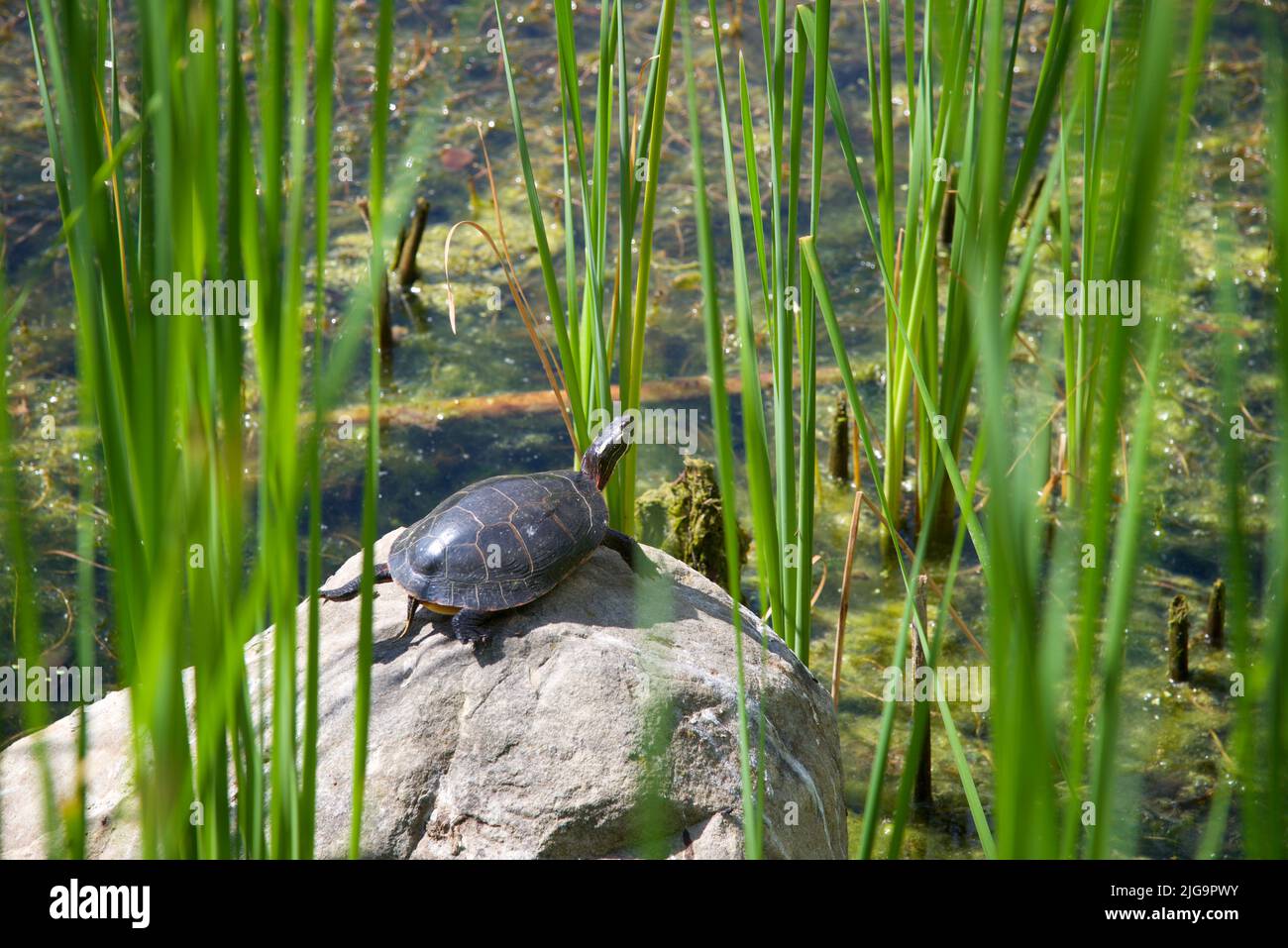 Turtle sunbathing on a pond Stock Photo - Alamy