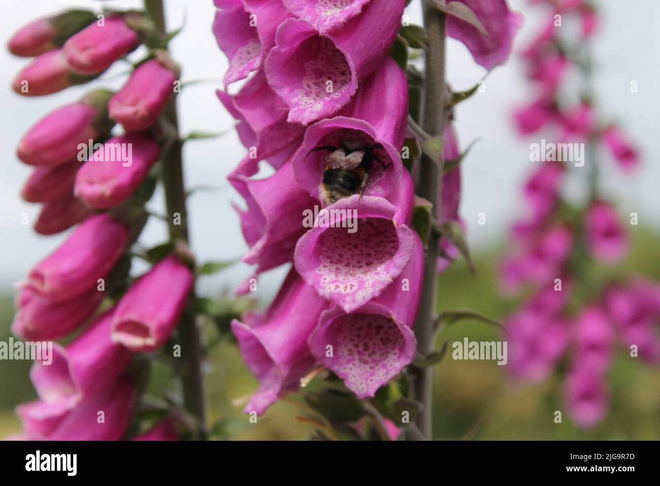 Spring ireland hi-res stock photography and images - Alamy