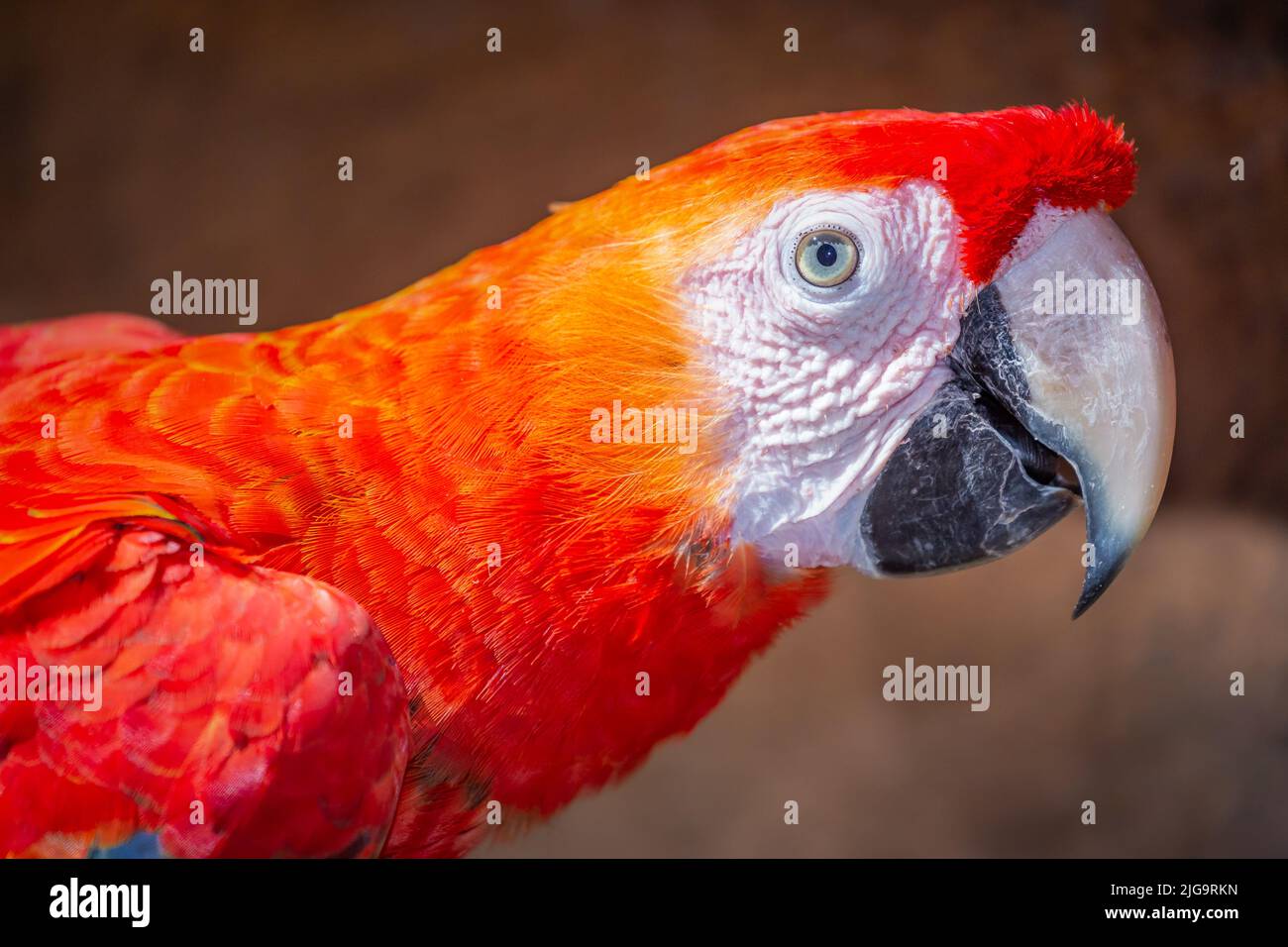 Parrot side view hi-res stock photography and images - Alamy