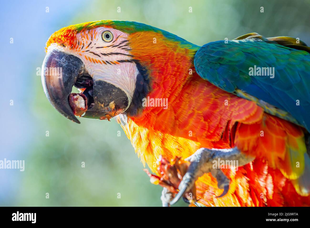 Parrot looking at camera hi-res stock photography and images - Alamy