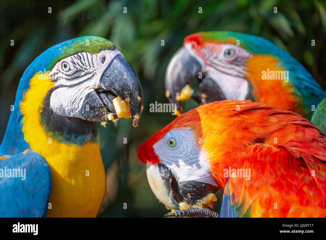 Colorful Scarlet and yellow blue macaw eating together in Pantanal, Brazil Stock Photo - Alamy