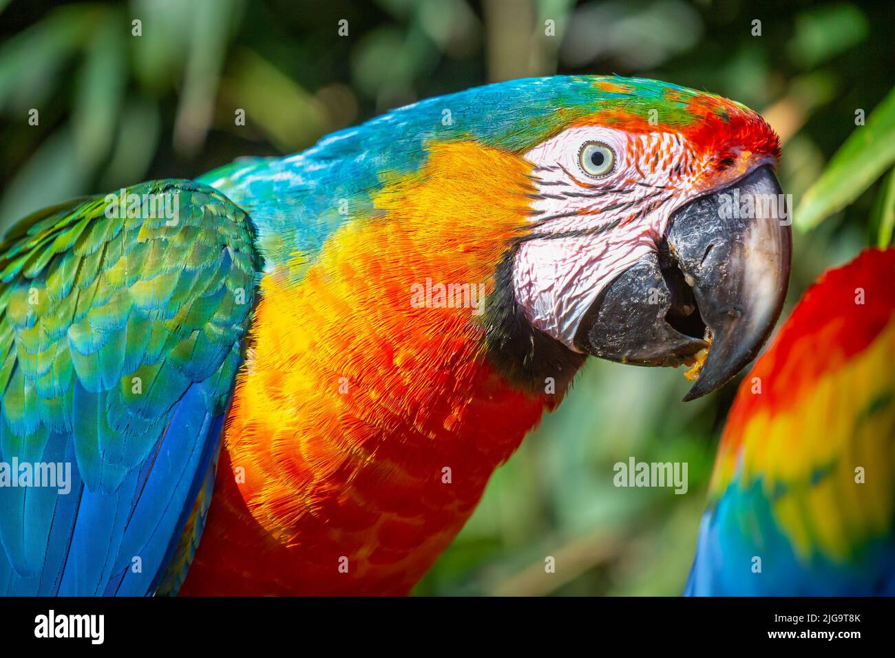 Parrot looking at camera hi-res stock photography and images - Alamy