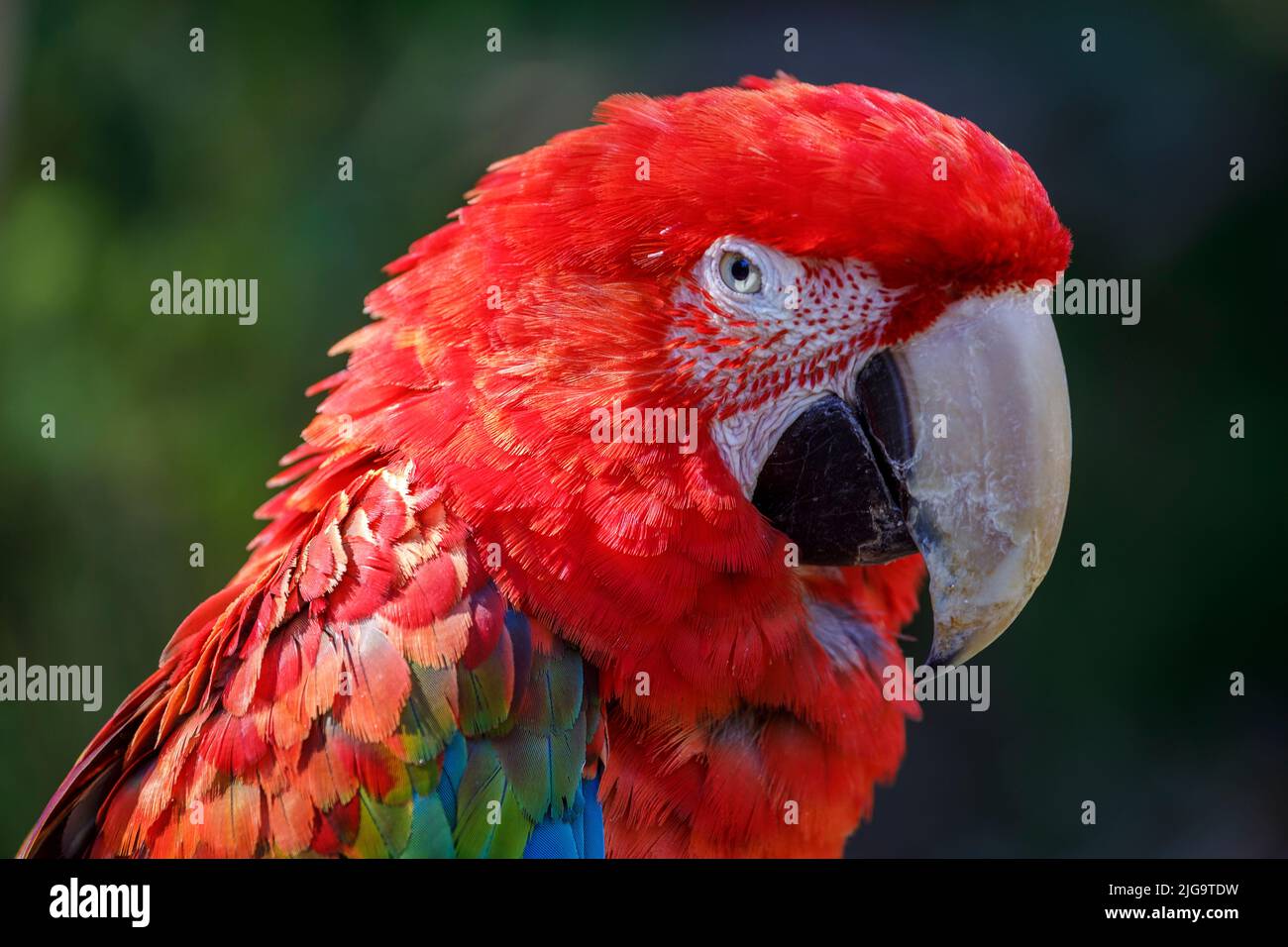 Parrot looking at camera hi-res stock photography and images - Alamy