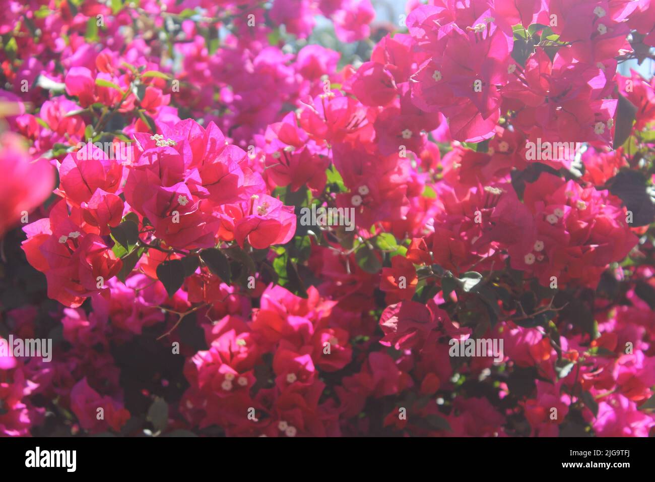Tropical Flowers in Bloom, Isla Mujeres, Mexico Stock Photo - Alamy
