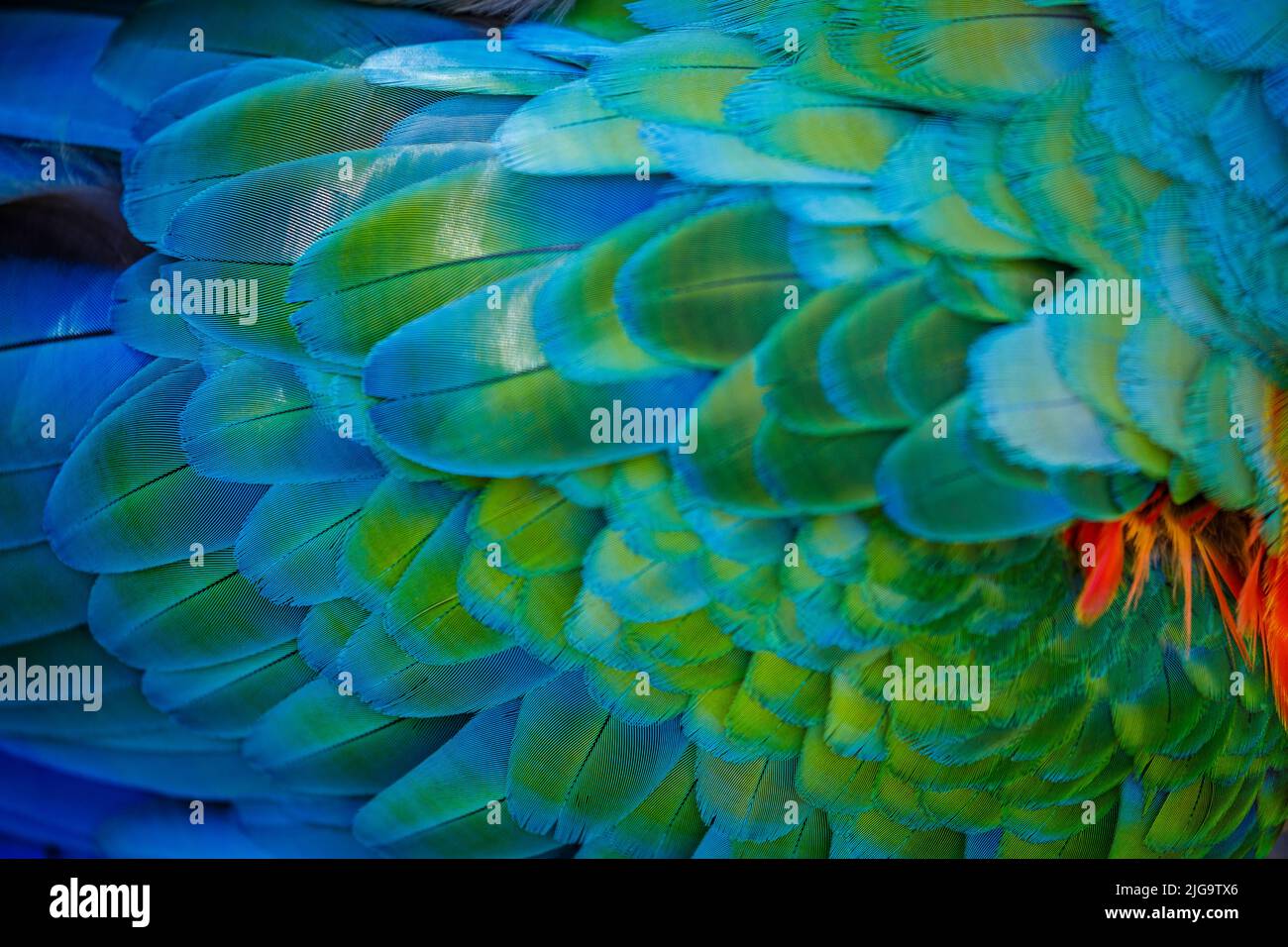 Plumage pattern of Macaw parrot feathers close-up Stock Photo - Alamy