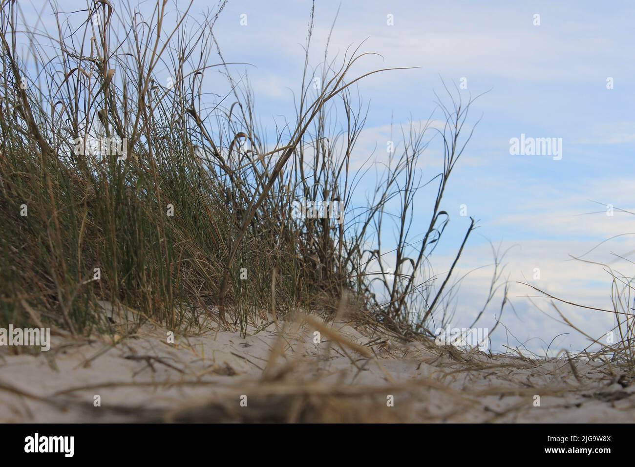 Sand myrtle hi-res stock photography and images - Alamy