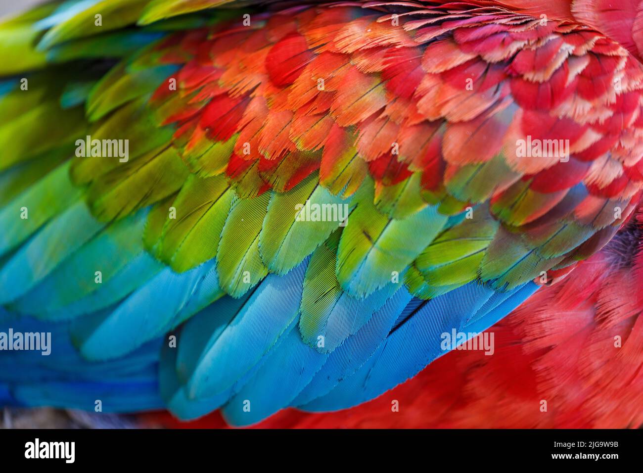 Plumage pattern of Macaw parrot feathers close-up Stock Photo - Alamy