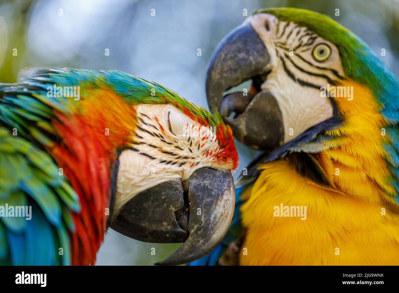 Two Colorful macaw parrots together in Pantanal, Brazil Stock Photo - Alamy