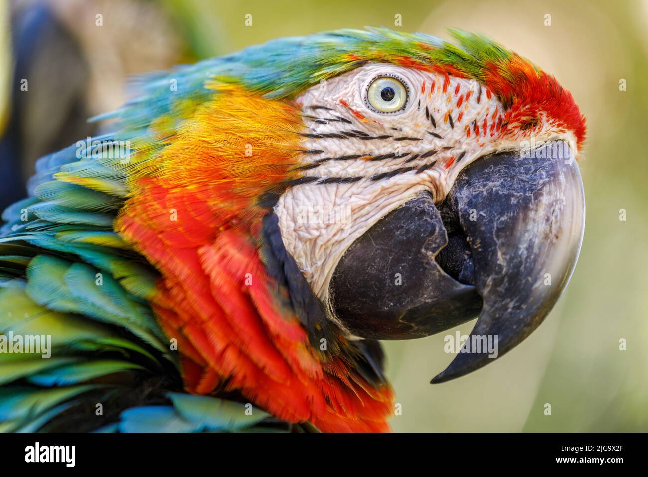 Parrot looking at camera hi-res stock photography and images - Alamy