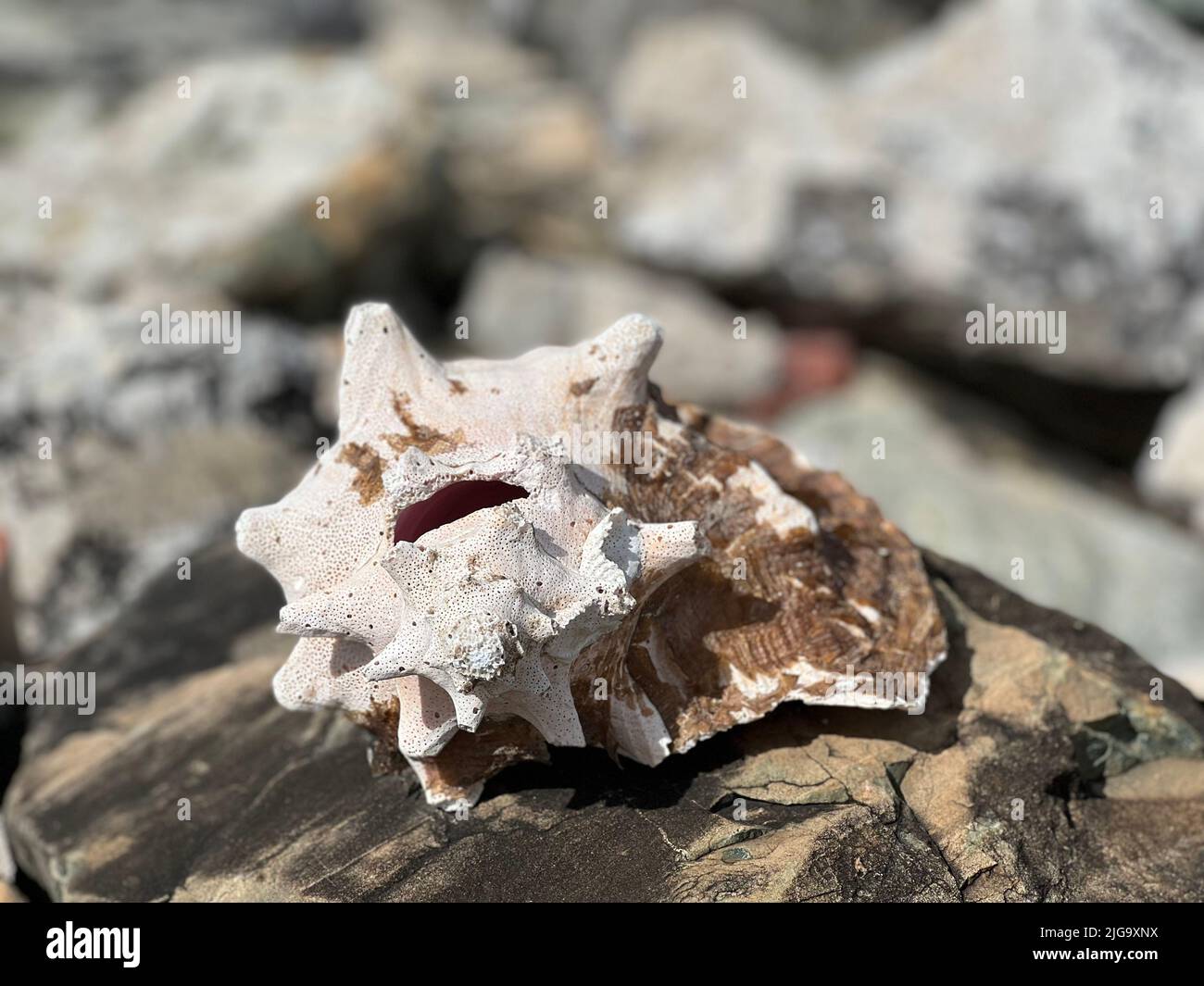 Shell looks hi-res stock photography and images - Alamy