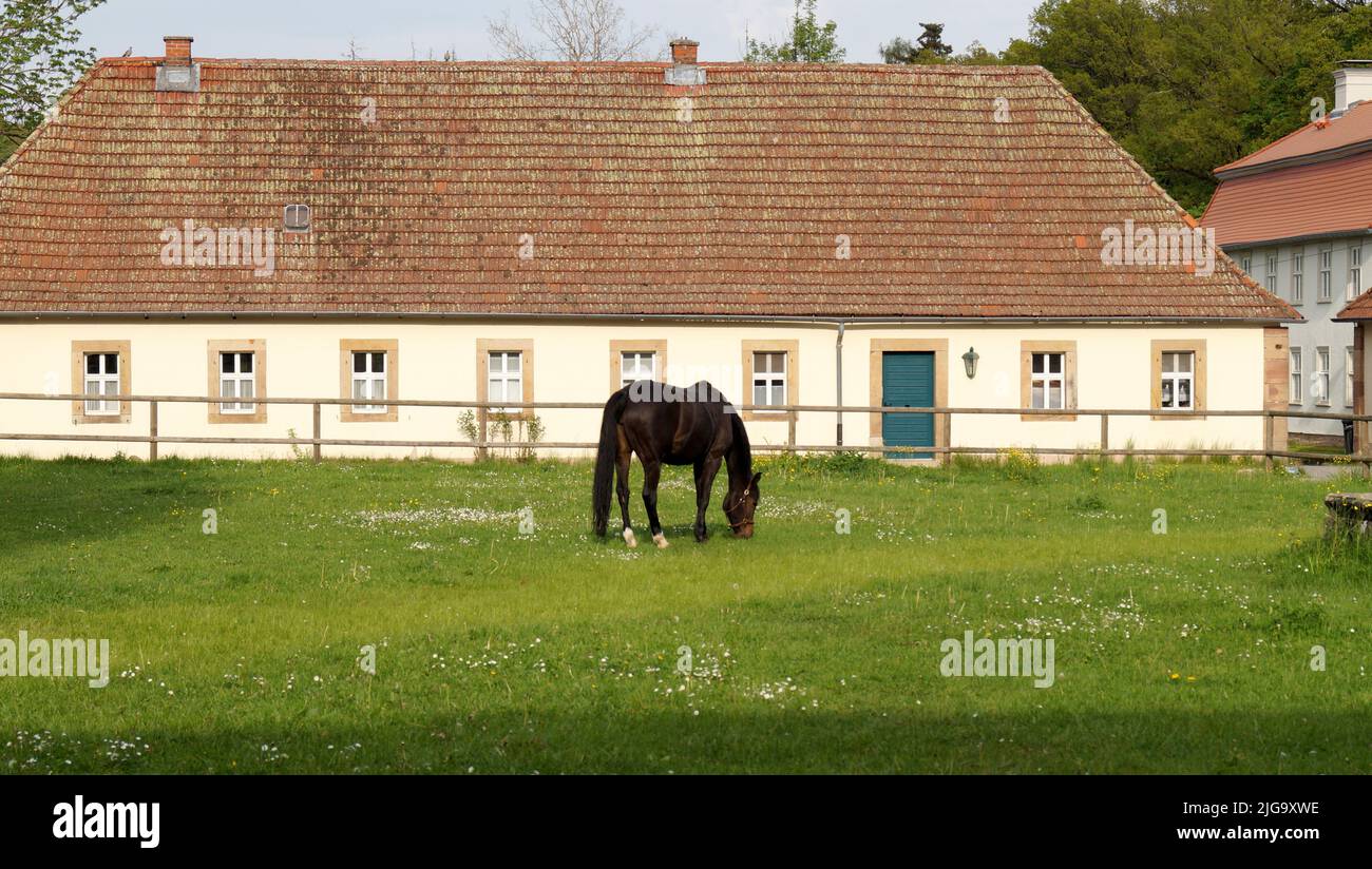 Black horse grazing on a green lawn, on background of stables building ...