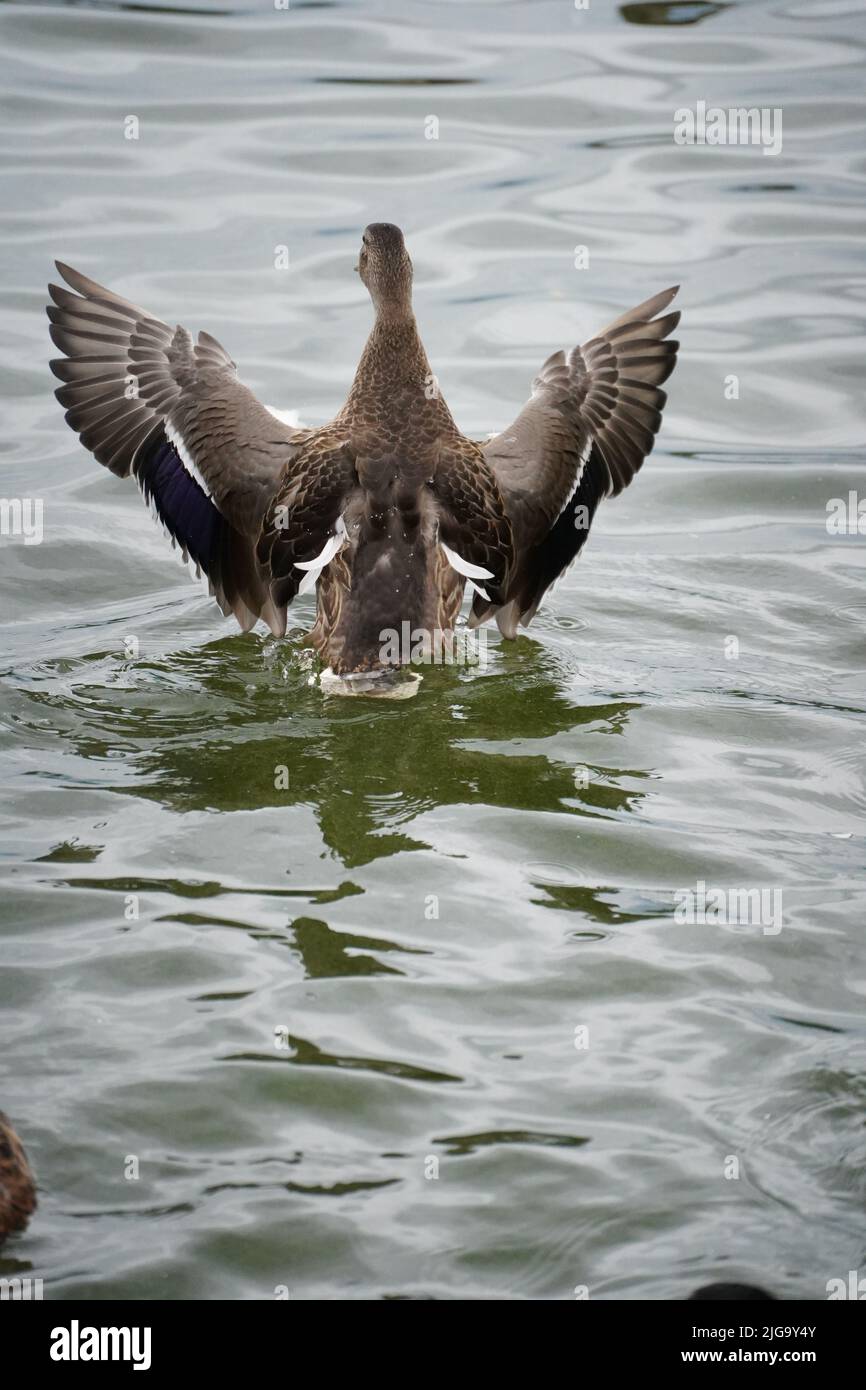 Wings flapping away hi-res stock photography and images - Alamy