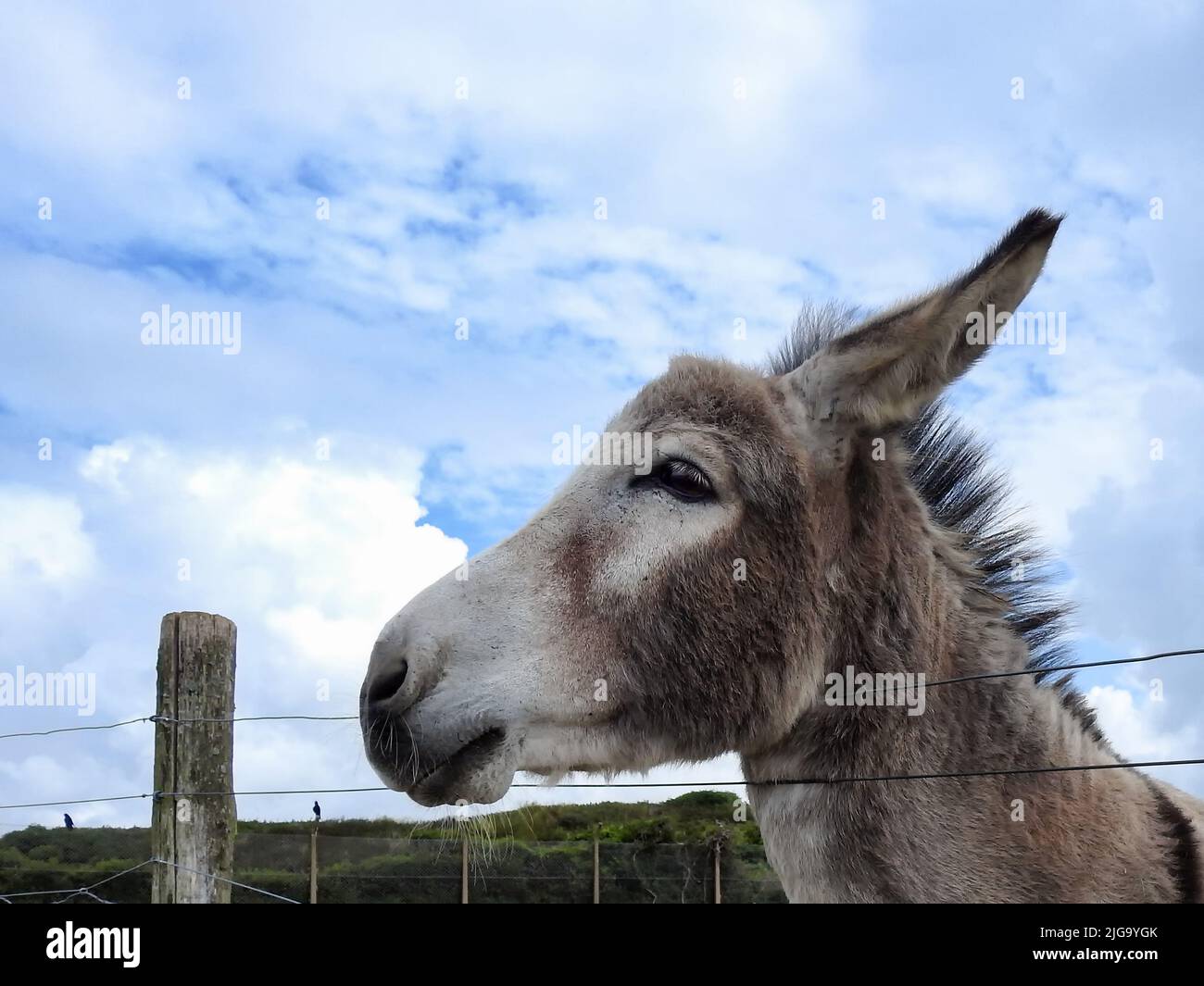 Close-up of a donkey Stock Photo - Alamy