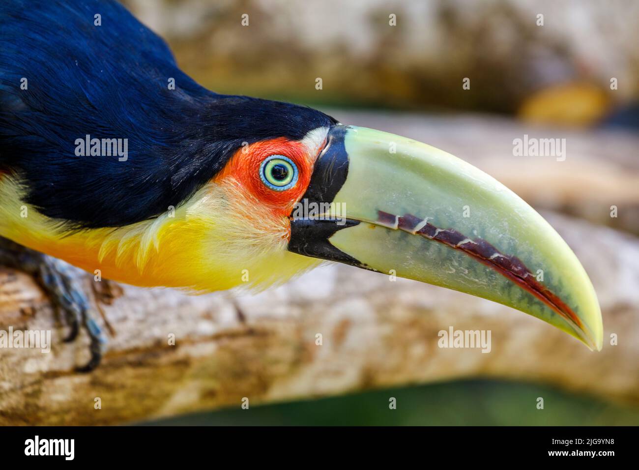Colorful young Toco Toucan tropical bird on branch tree in Pantanal ...