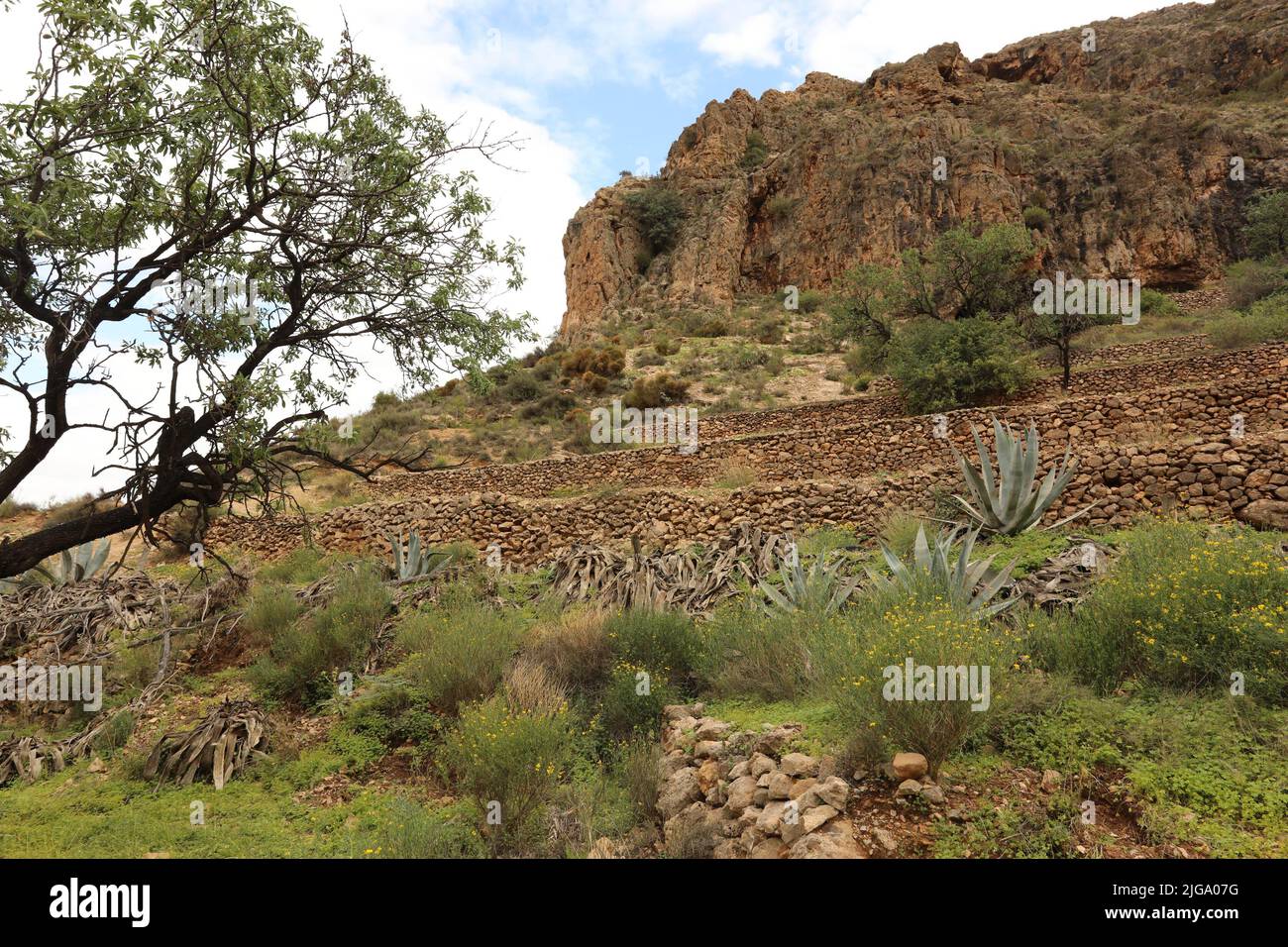 Mountain view with a lot of trees and path in the wild Stock Photo - Alamy