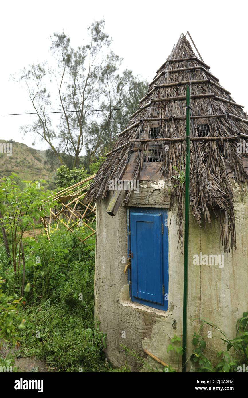 Garden hut with hay roof, blue door and vegetation growing on the wall ...