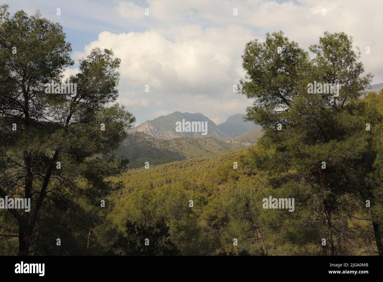 Mountain view with a lot of trees and path in the wild Stock Photo - Alamy