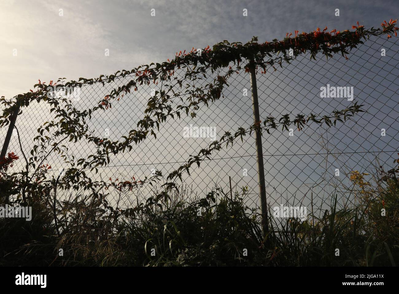 Plants growing on the metallic wire Stock Photo - Alamy