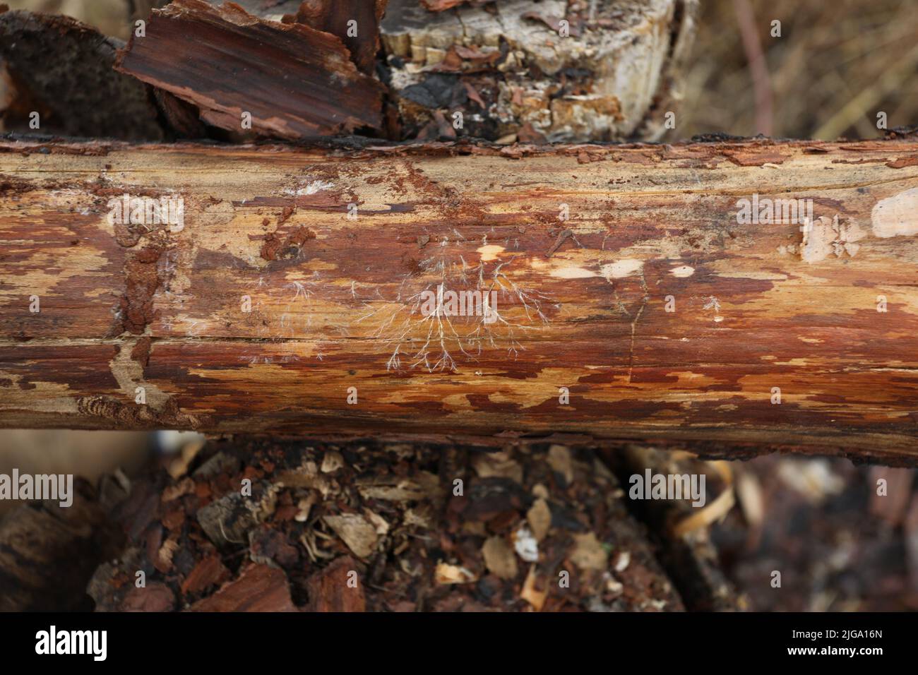 Trunk without bark Stock Photo - Alamy